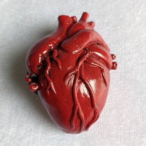 Anatomical Heart Magnet Set, Medical Human Organs Kitchen Magnet, EMS ...