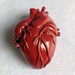 Anatomical Heart Magnet Set, Medical Human Organs Kitchen Magnet, EMS ...