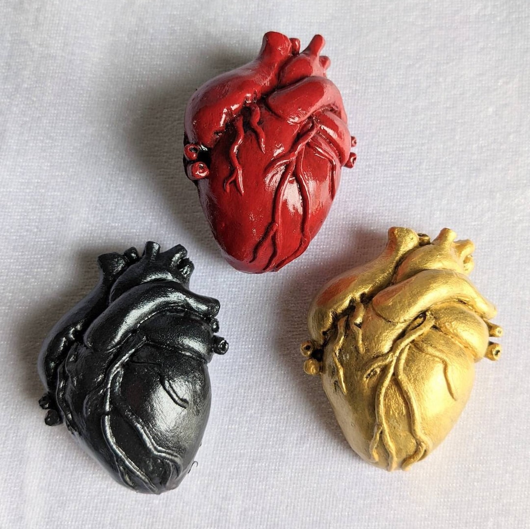 Anatomical Heart Magnet Set, Medical Human Organs Kitchen Magnet, EMS ...
