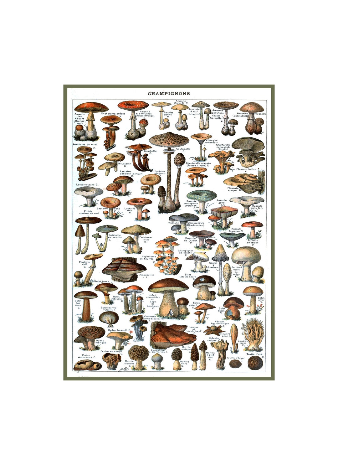 Decoration Poster.mushroom Chart.room Home Interior Wall Design.quality ...