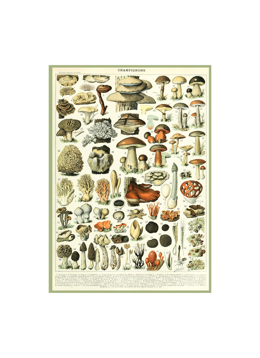 Decoration Poster.mushrooms Types.room Home Interior Wall Design ...