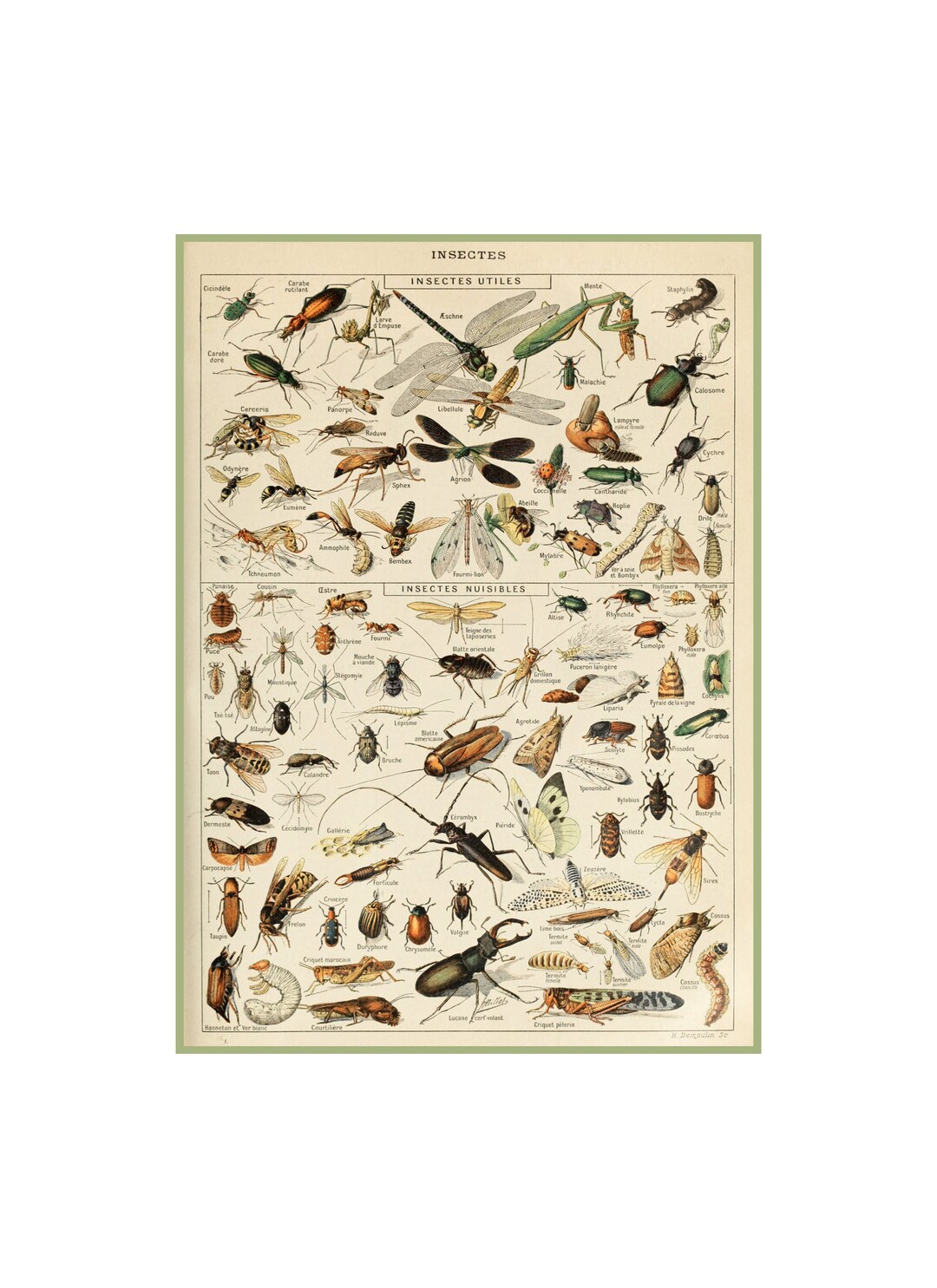 Decoration Poster.insects.crickets.dragonfly.room Home Interior Wall ...