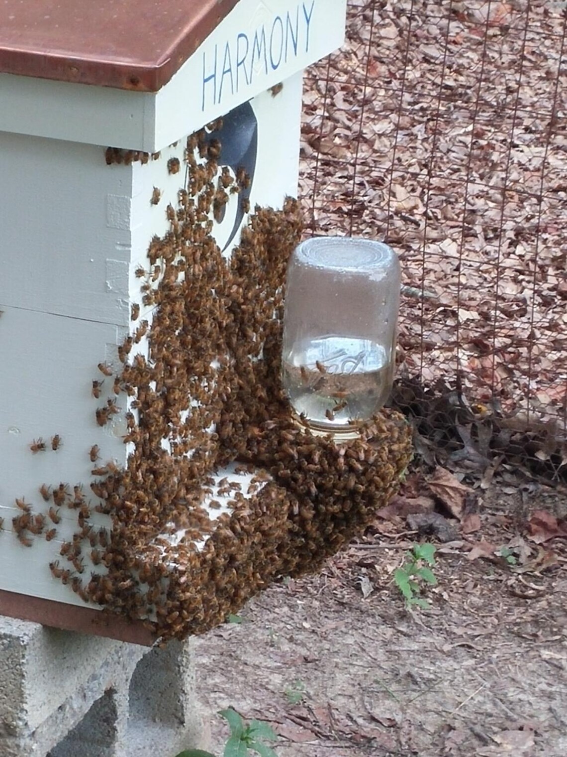 Honeybee Feeder No Rust Caps for Feeding Honey Bees - Etsy