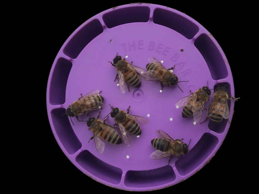 No Rust Caps for Feeding Honey Bees, Fits Regular Mouth Mason Jars and ...