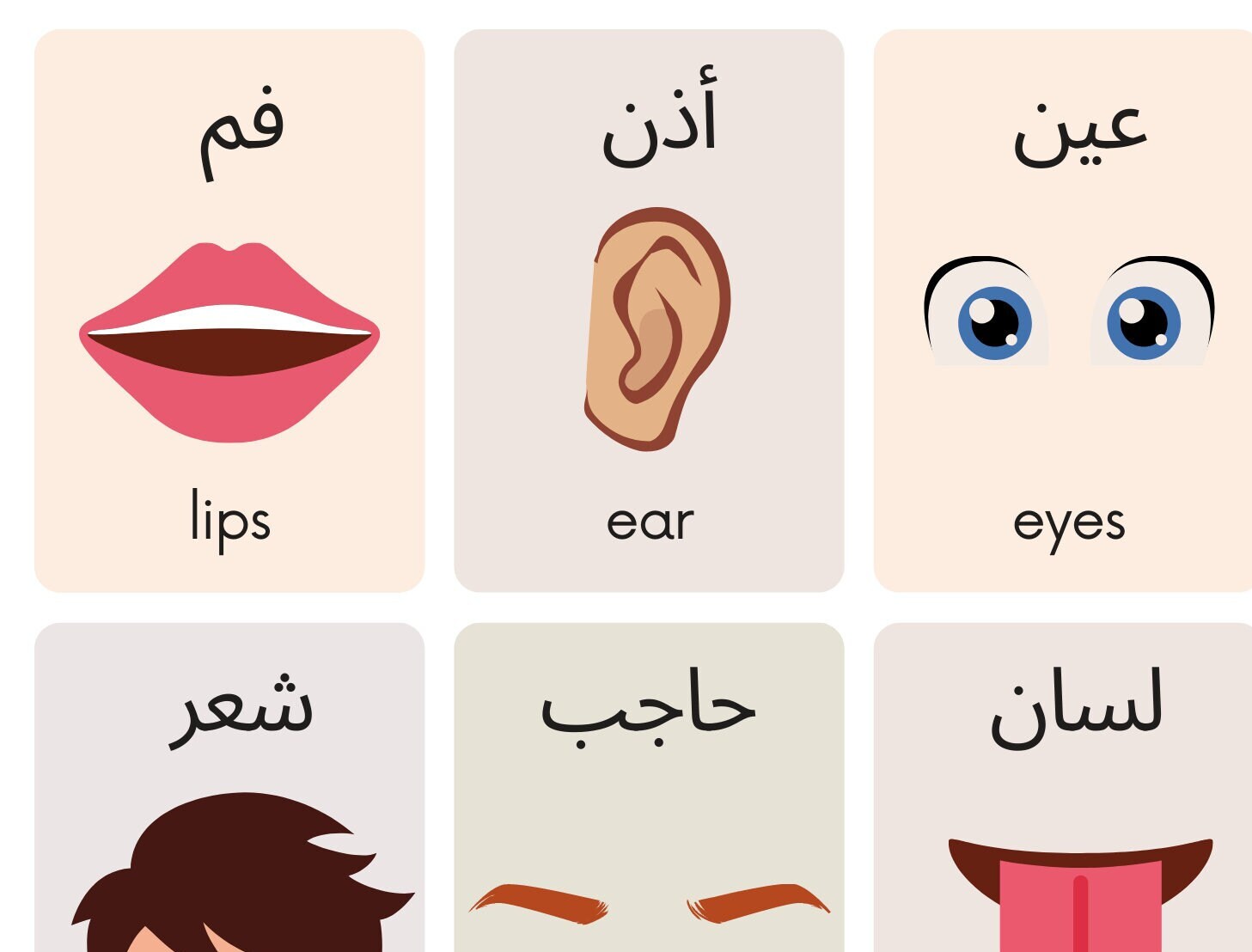 Body Parts Flashcards [ARABIC-ENGLISH] + WORKSHEET اعضاء الجسم - Etsy