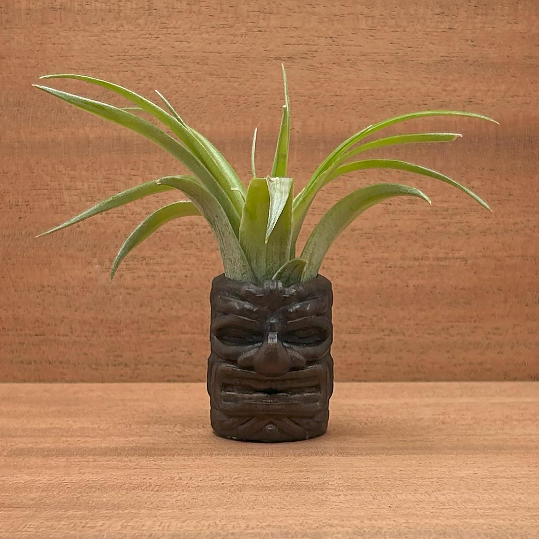 Air Plant Holder Tiki Planter Tiki Air Plant Pot Tillandsia Abdita ...