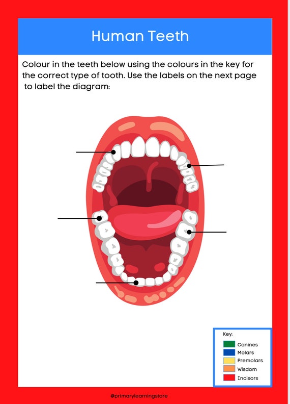 Human Teeth Diagram For Kids
