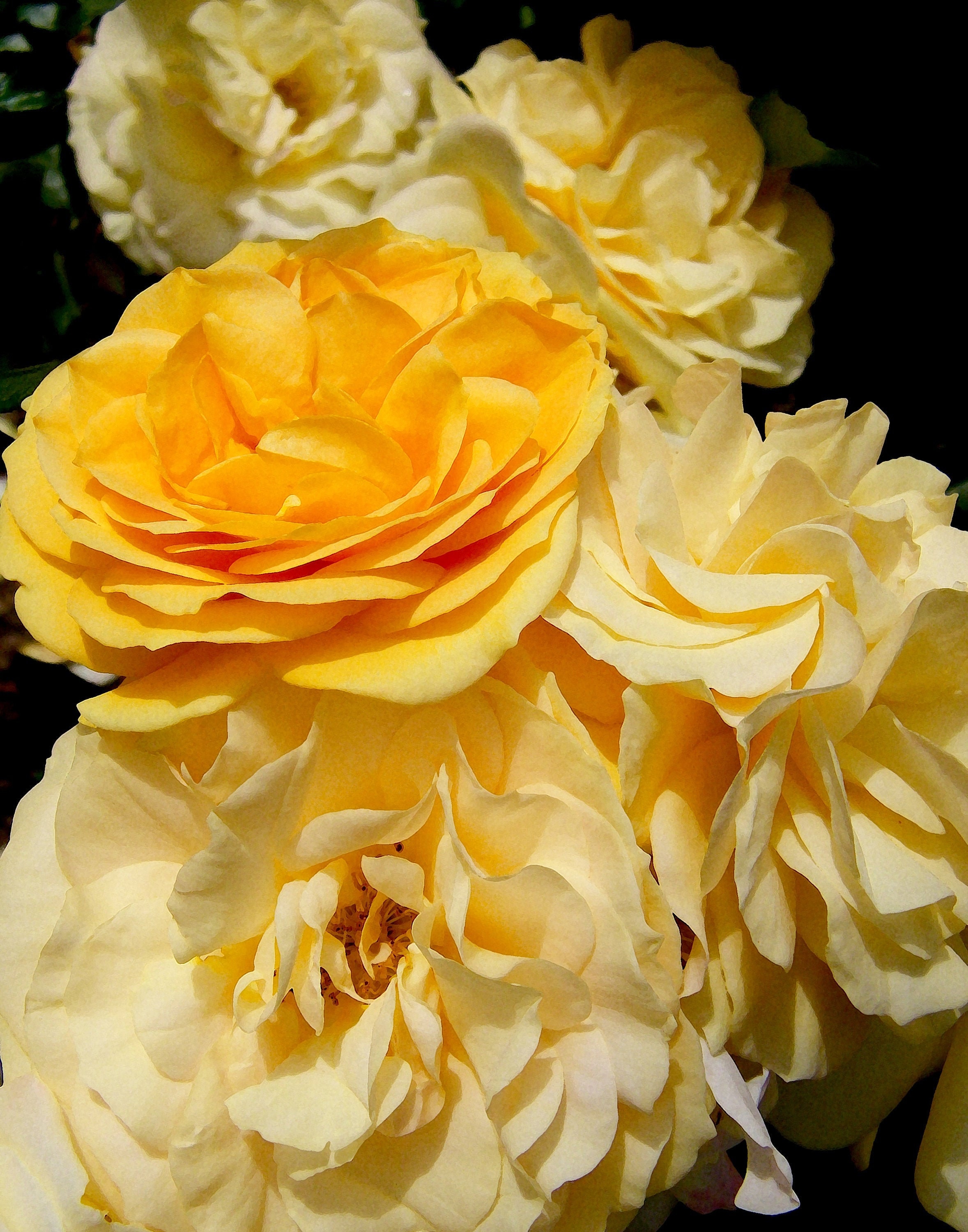 Romantic Yellow Roses | Etsy