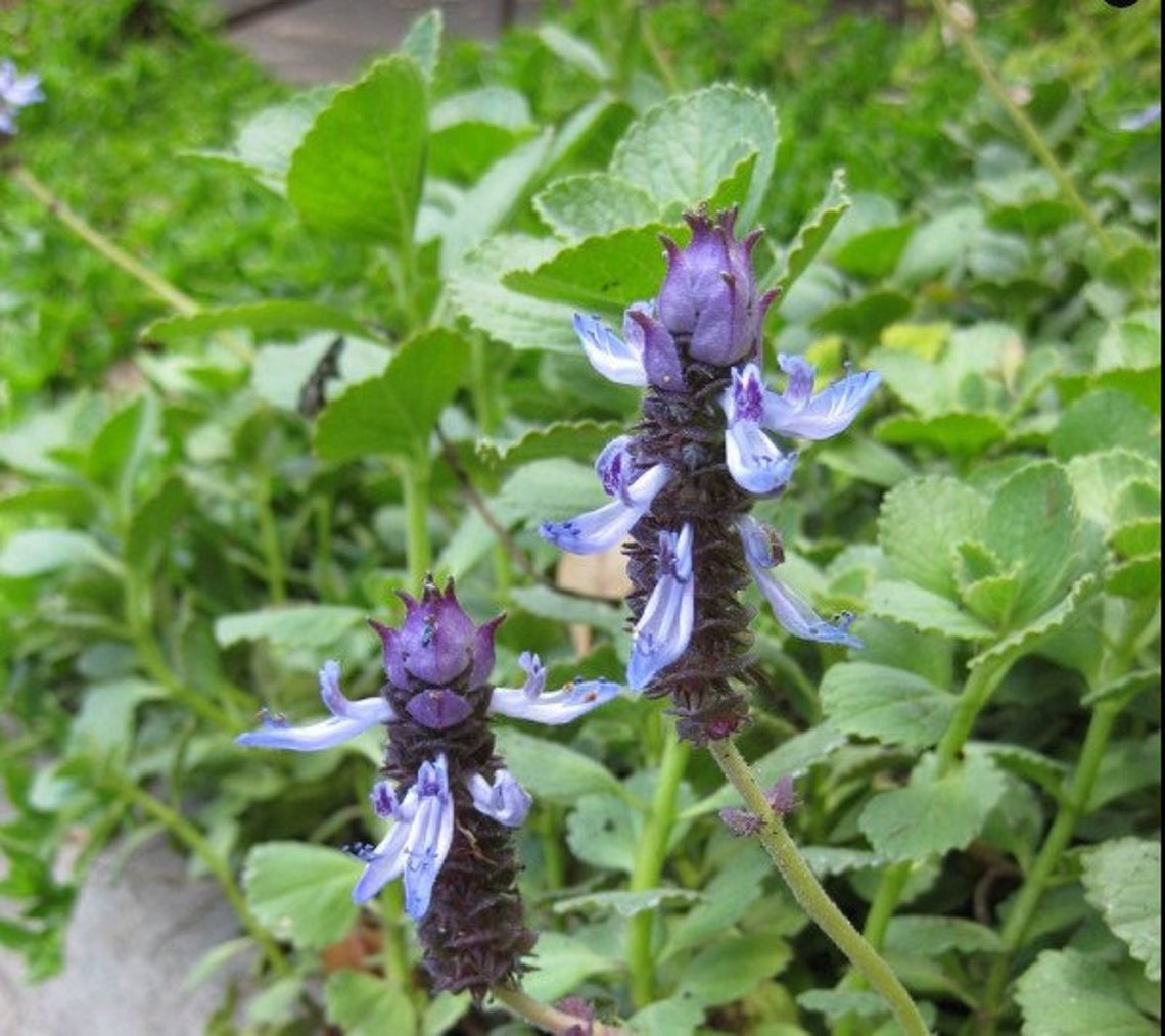 Meprobamate PLANTA VIVA Arbusto de langosta Mosca o | Etsy