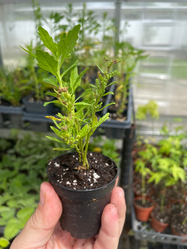 Epazote Mexican Tea / Jesuits Tea LIVE Plant also called | Etsy