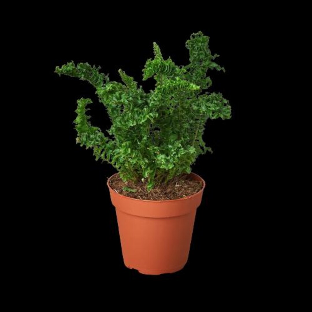 The 'emina' Fern 4 Pot - Etsy