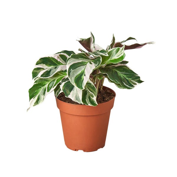Calathea White Fusion - Etsy