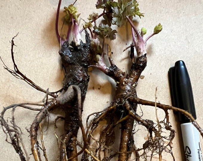 Perennial 2 Mckana Giants Columbine Bare Root Plant - Etsy