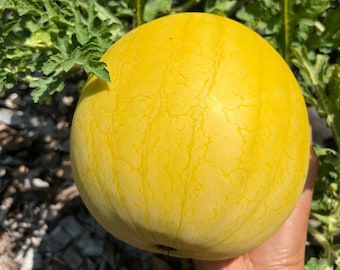 Japanese Yellow Watermelon Seed | Japanese Lemon Drop Watermelon Seed ...