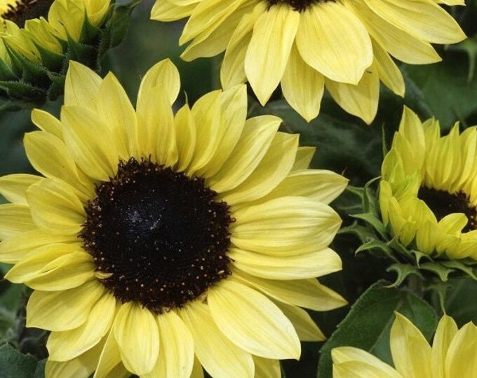 Lemon Leopold Sunflower - Etsy