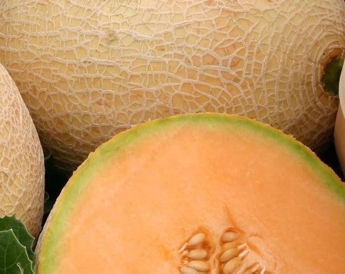 10 Fantasy Melon Seeds 028 - Etsy