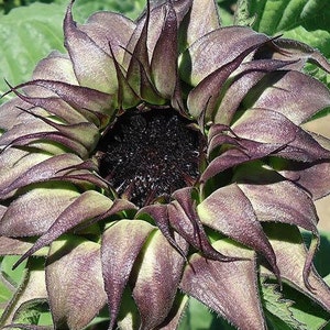 10 Sun Fill Purple Sunflower Seeds 09 - Etsy