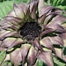 10 Sun Fill Purple Sunflower Seeds 09 - Etsy