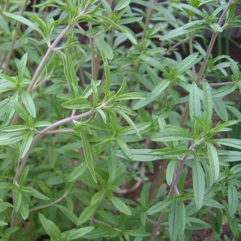200herb Summer Savory Seeds 60 - Etsy