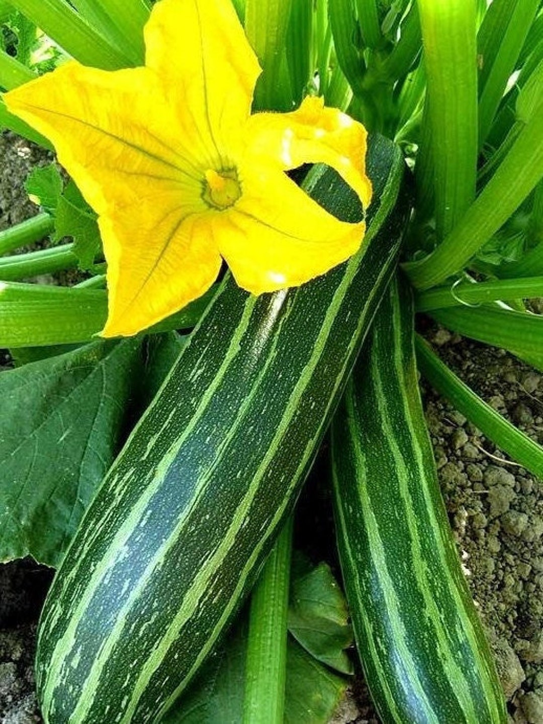 50 Italian Cocozelle Summer Squash Seeds - Etsy