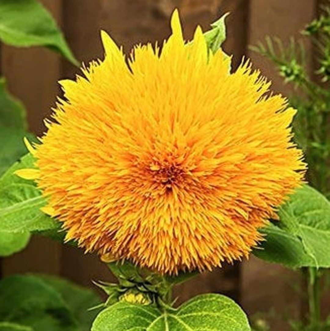 100 Teddy Bear Sunflower Seeds - Etsy