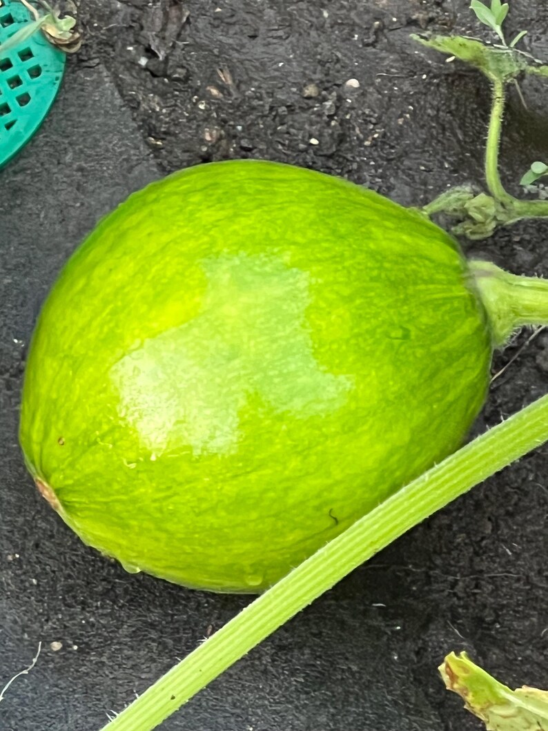 20 Korean Teot Bat Put Summer Squash Seeds Organic - Etsy