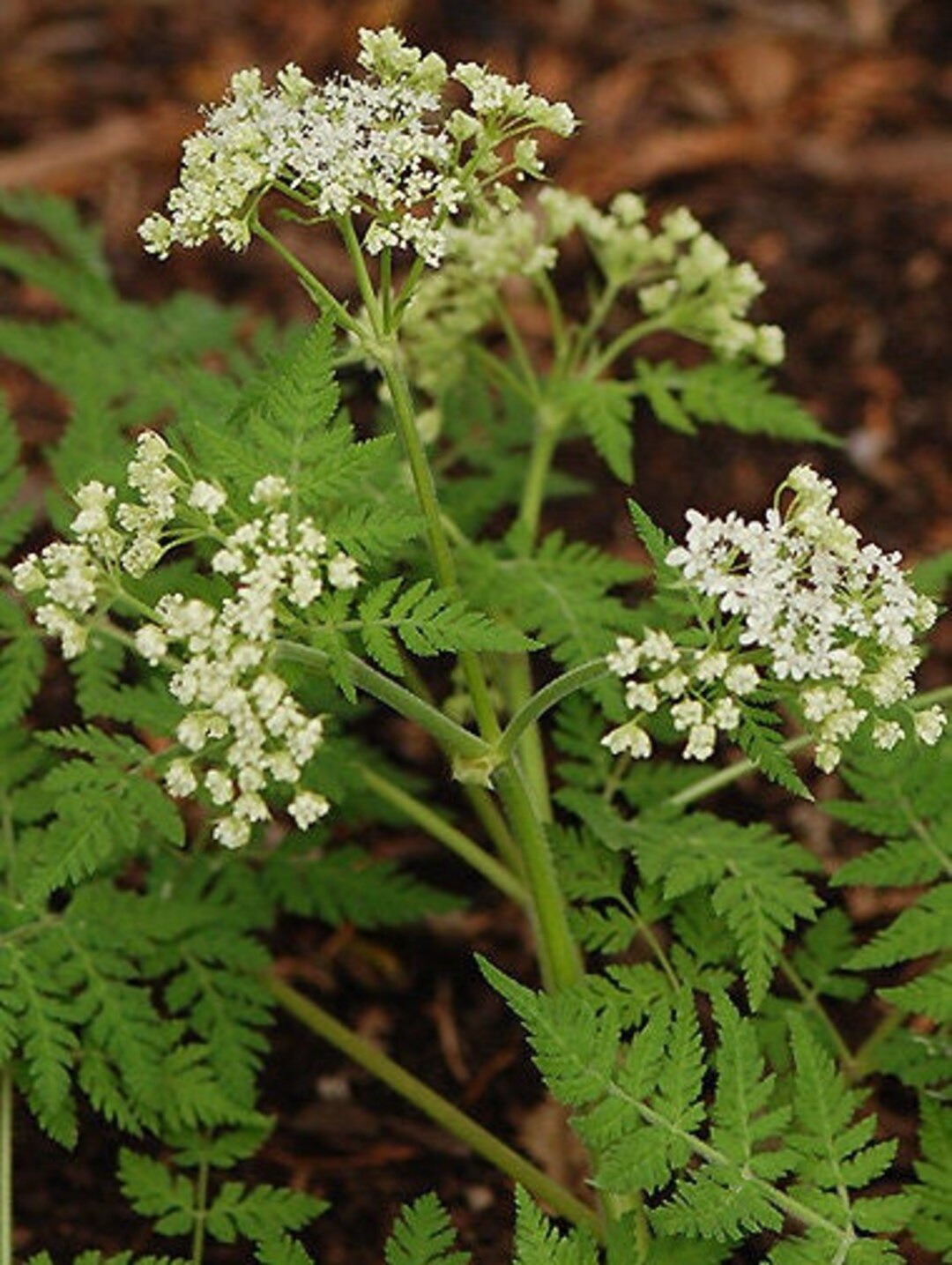 Perennial 20 Sweet Cicely Seeds Herb Zone 3-9 Seeds Need Cold to ...