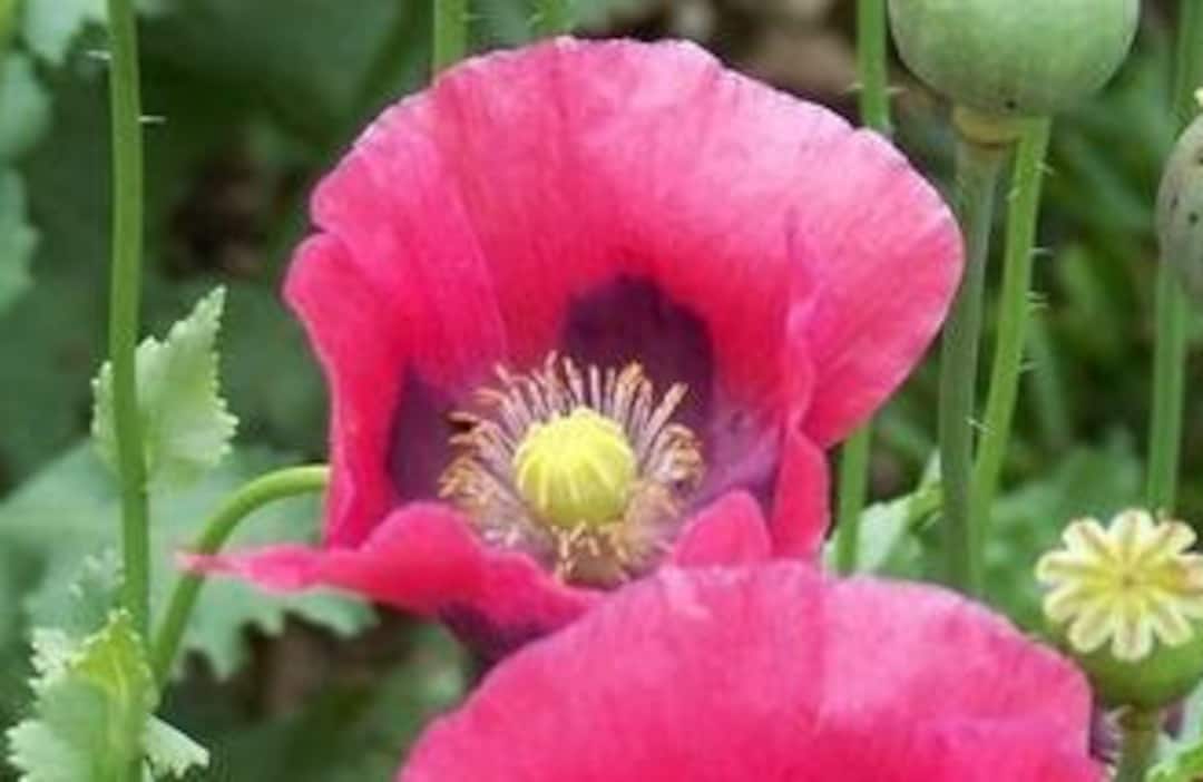 100 Poppy Pepperbox Seeds All Poppy Seeds Do Well Winter Sowing 010 - Etsy