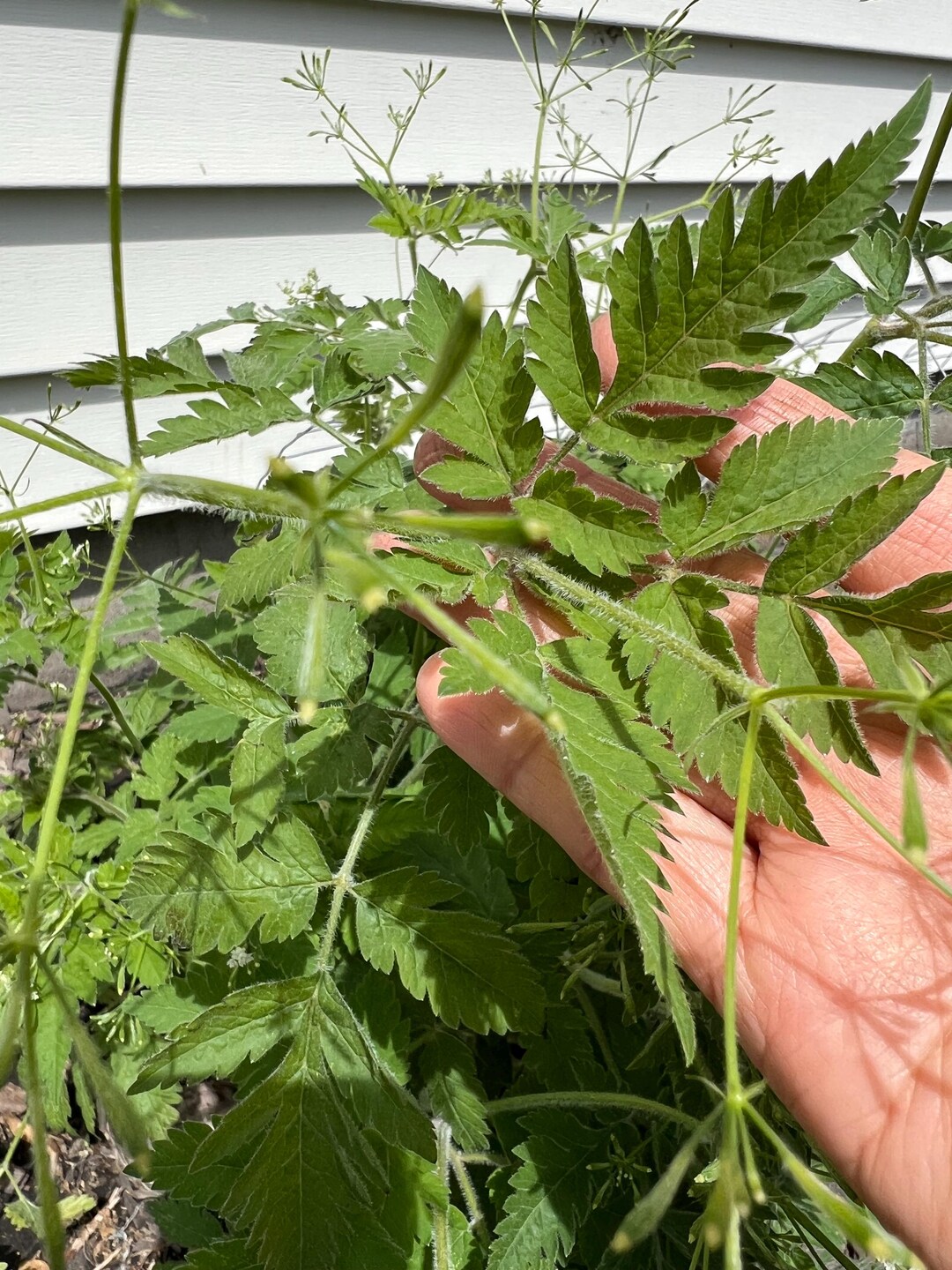 Perennial 20 Sweet Cicely Seeds Herb Zone 3-9 Seeds Need Cold to ...