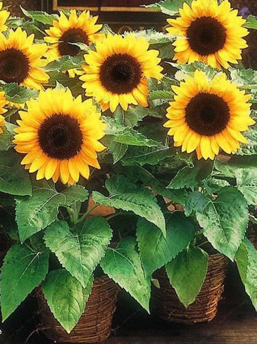 50 Little Tiger Sunflower Seeds 042 - Etsy