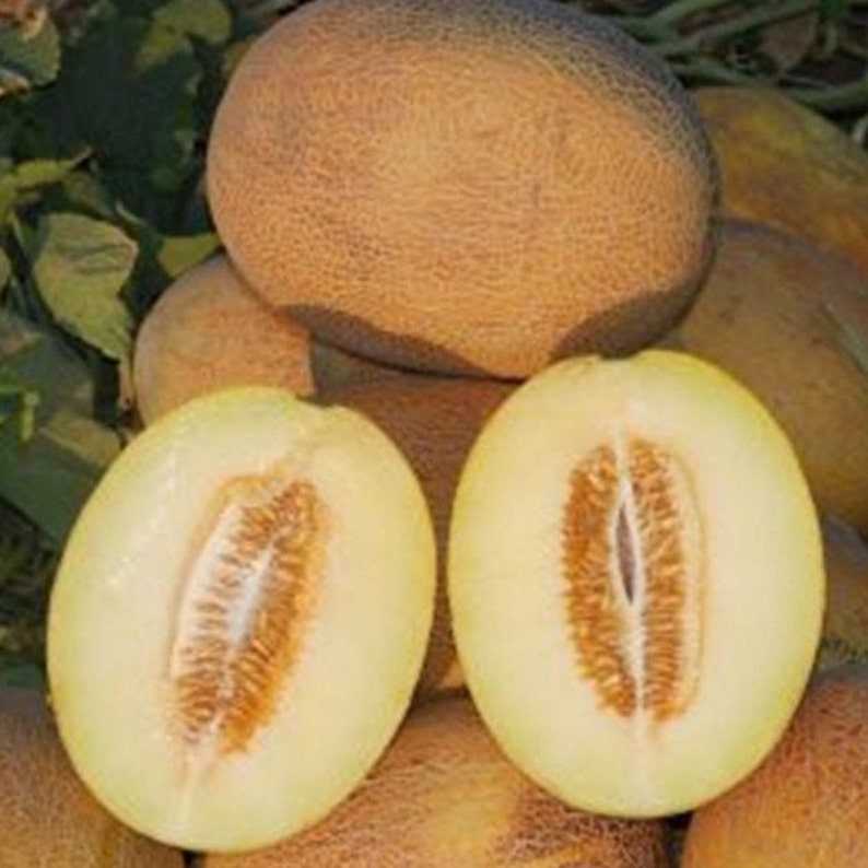 10 Ukraine Melon Karamel Seeds 03 - Etsy