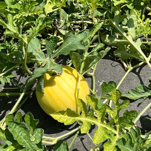 20 Lemon Drop Watermelon Seeds - Etsy