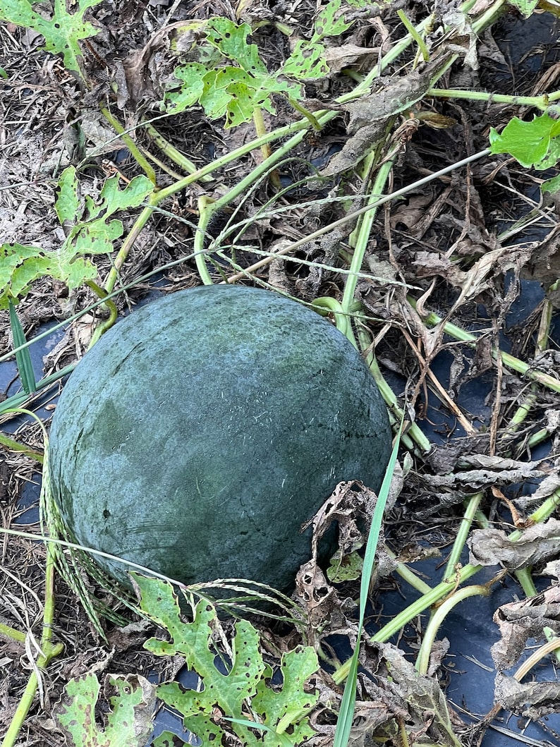 50 Blacktail Mountain Watermelon Seeds - Etsy