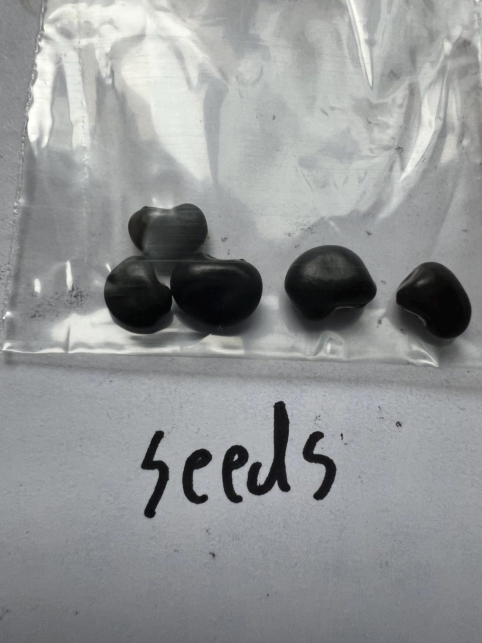 Perennial 5 Wild Kidney Bean Seeds Zone 5-9 - Etsy