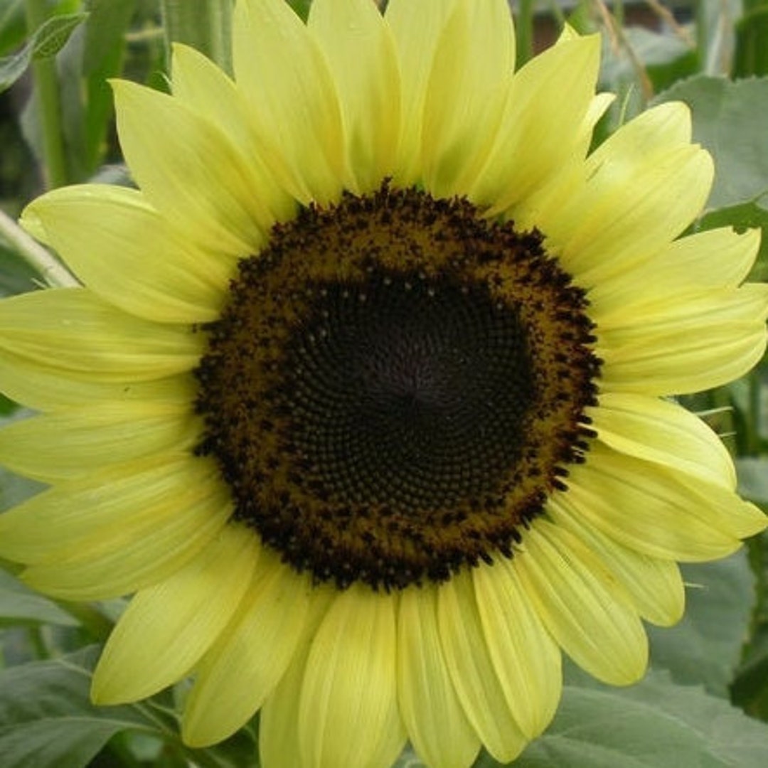 10 Procut Lemon Sunflower Seeds 030 - Etsy