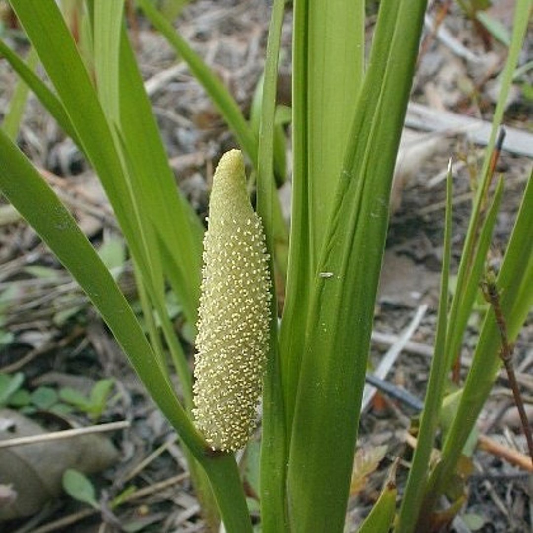 200 Perennial Sweet Flag Seeds Zone 3-9 - Etsy