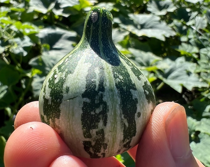 Tennessee Spinner Gourd Seeds - Etsy