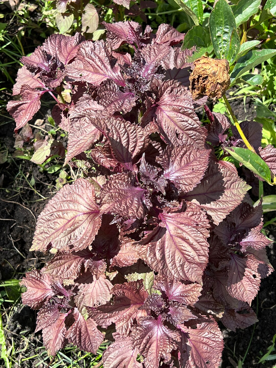 1000 Japanese Red Shiso Perilla Red Aka Seeds - Etsy