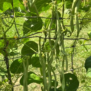 20 French Fortex Pole Bean Seeds #A01 - Etsy