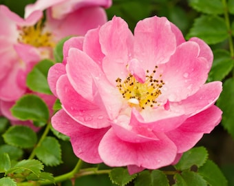 20 Passion Bee Flower Garden Flower Seeds for Spring Summer - Etsy