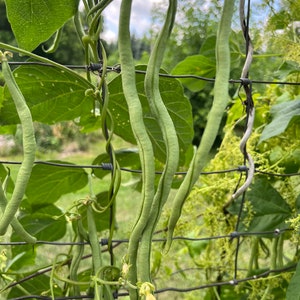 20 French Fortex Pole Bean Seeds #A01 - Etsy