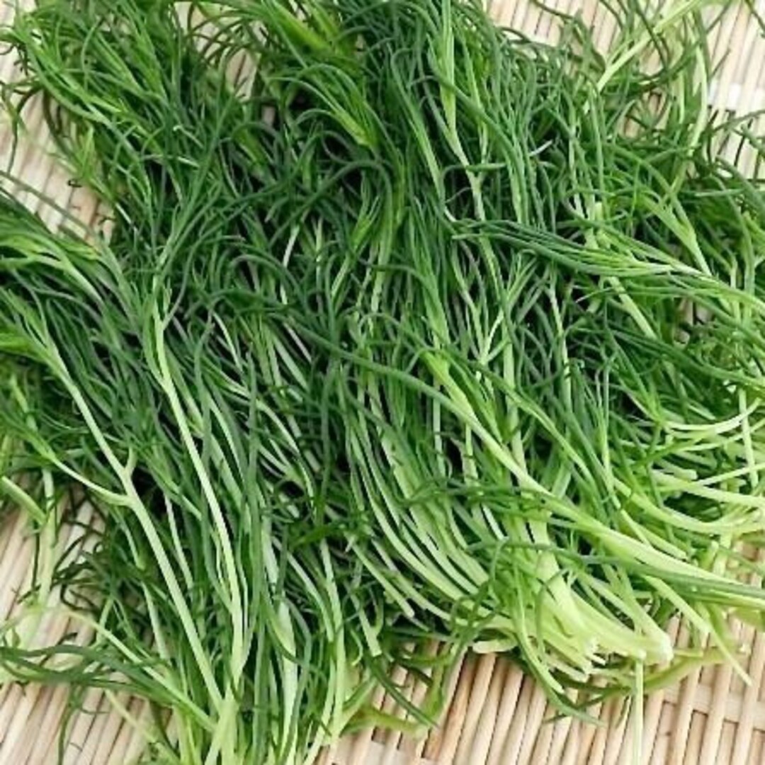 200 Japanese Land Seaweed Saltwort Herb Seed - Etsy