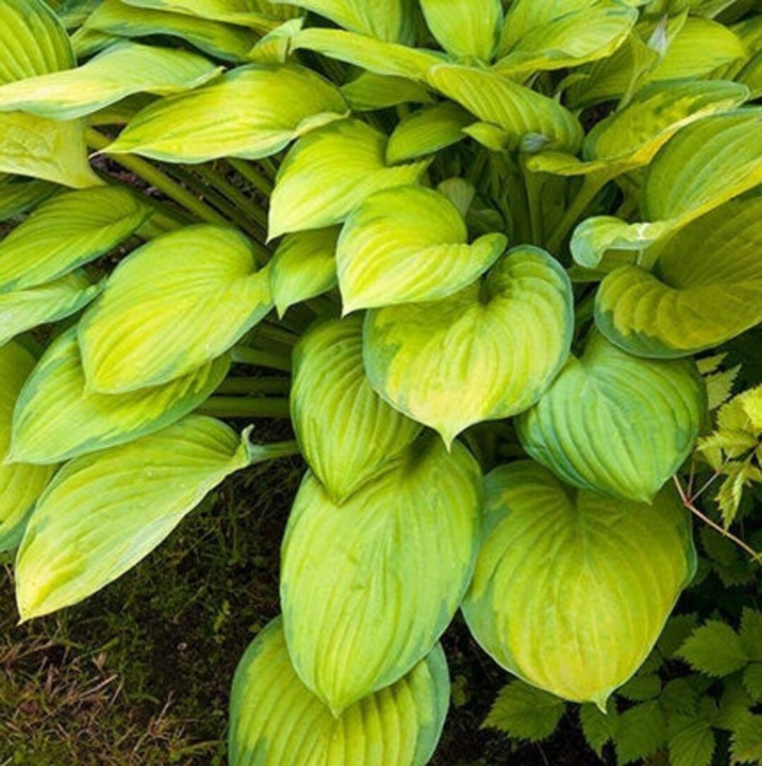Perennial 2 Gold Standard Hosta Bare Root Plants Ship Cut Leaf - Etsy