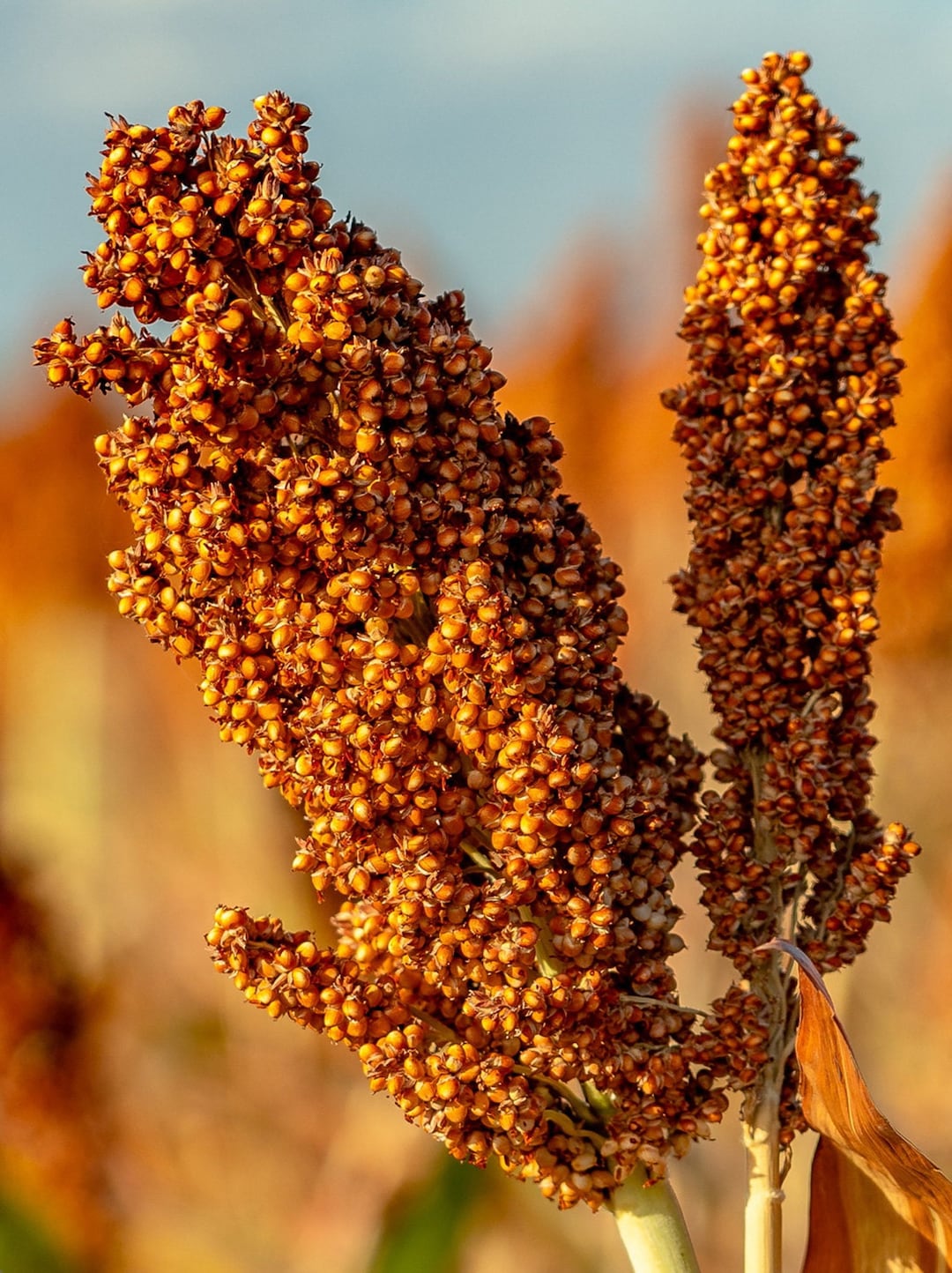 100 Sugar Cane Rox Orange Seeds 0185 - Etsy