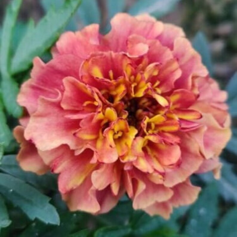 10+ Strawberry Blonde Marigold Seeds - Etsy