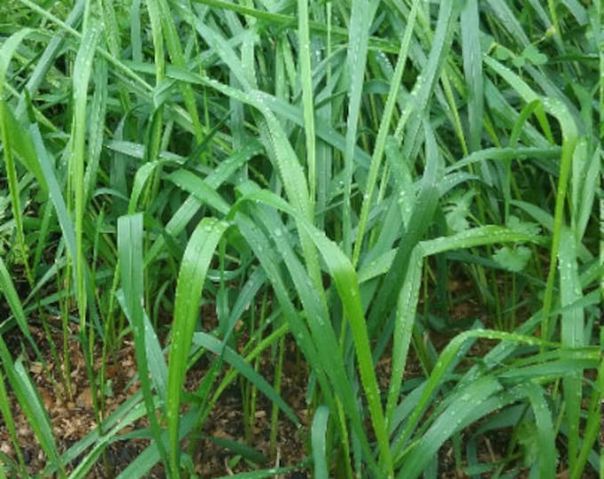 Sweetgrass Hierochloe Odorata 1 Gal Container - Etsy