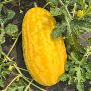 20 Gold in Gold Watermelon Seeds Organic - Etsy