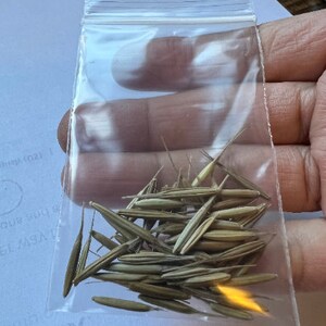100 Wild Rice Seeds for Plant - Etsy