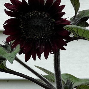 20 Black Beauty Sunflower Seeds 019 - Etsy