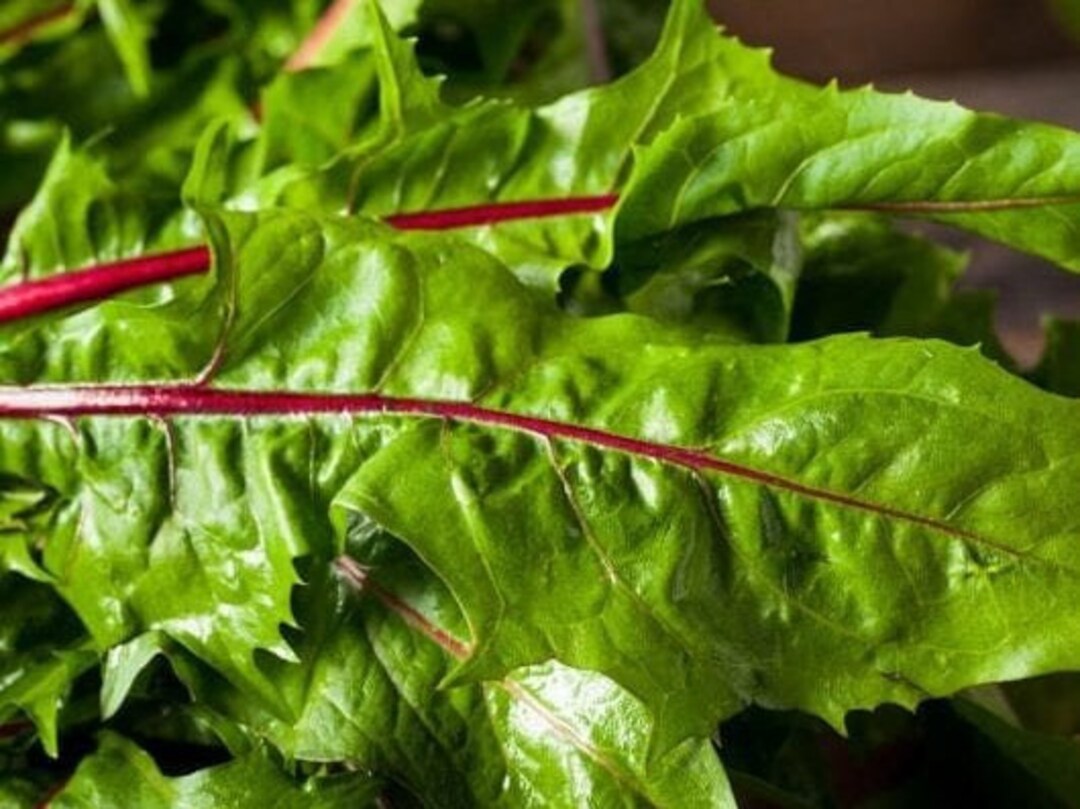 Perennial 100 Italiko Red Italian Dandelion Seeds Zone 3-9 - Etsy